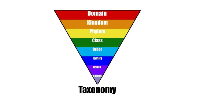 Taxonomy là gì? Khái niệm cơ bản và chi tiết về Taxonomy